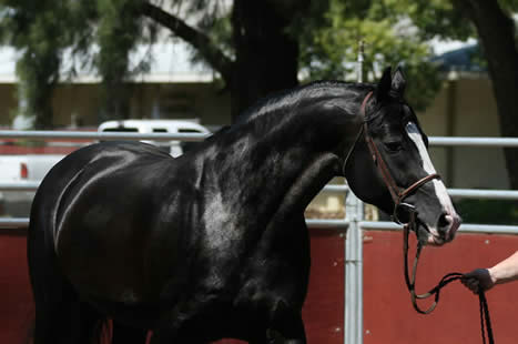 Silver Leaf Stables - Characters: Horses Showing 1-24 of 24
