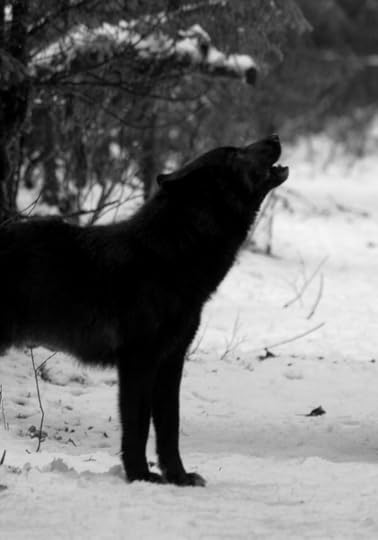 Wild and Free (A Wolf Roleplay) - Sharp Claw Pack: Sharp Claw Pack ...