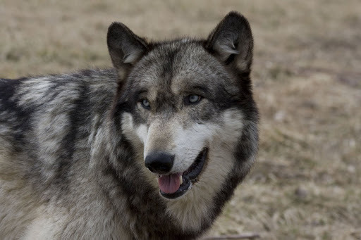 Wild and Free (A Wolf Roleplay) - Blue Rock Pack: Blue Rock Pack ...