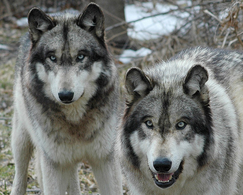 Wild and Free (A Wolf Roleplay) - Blue Rock Pack: Blue Rock Pack ...