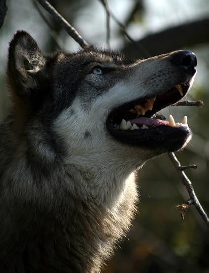 Wild and Free (A Wolf Roleplay) - Blue Rock Pack: Blue Rock Pack ...