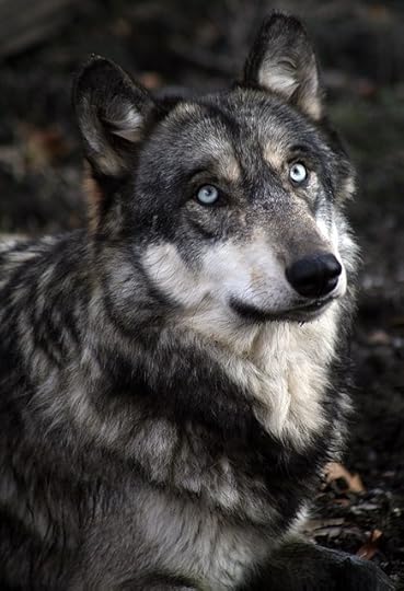 Wild and Free (A Wolf Roleplay) - Blue Rock Pack: Blue Rock Pack ...