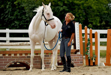 Red Rose Stables {Horse Role-Play} - Characters: Make A Horse Showing 1 ...