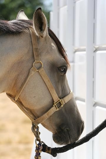 Red Rose Stables {Horse Role-Play} - Characters: Make A Horse Showing 1 ...