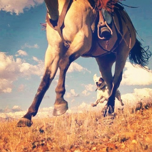 Red Rose Stables {Horse Role-Play} - Characters: Make A Horse Showing 1 ...