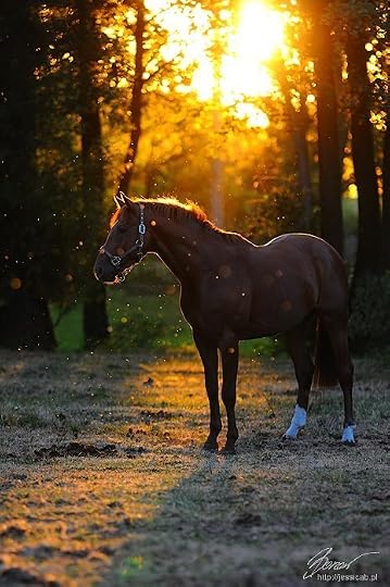 Red Rose Stables {Horse Role-Play} - Characters: Make A Person Showing ...