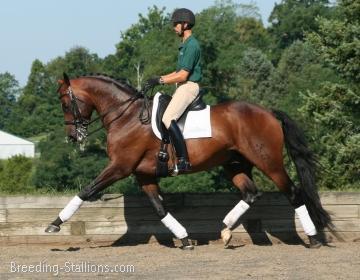 Red Rose Stables {Horse Role-Play} - Characters: Make A Horse Showing 1 ...
