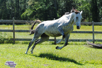 Red Rose Stables {Horse Role-Play} - Characters: Make A Person Showing ...