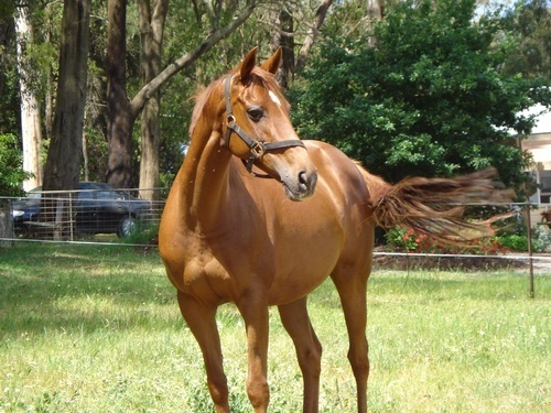 Red Rose Stables {Horse Role-Play} - Characters: Make A Horse Showing 1 ...