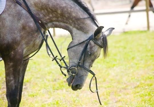 Red Rose Stables {Horse Role-Play} - Characters: Make A Horse Showing 1 ...