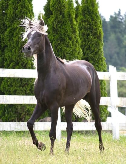 Red Rose Stables {Horse Role-Play} - Characters: Make A Horse Showing 1 ...