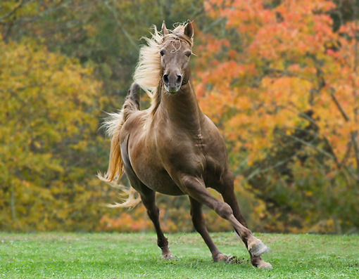 Red Rose Stables {Horse Role-Play} - Characters: Make A Horse Showing 1 ...