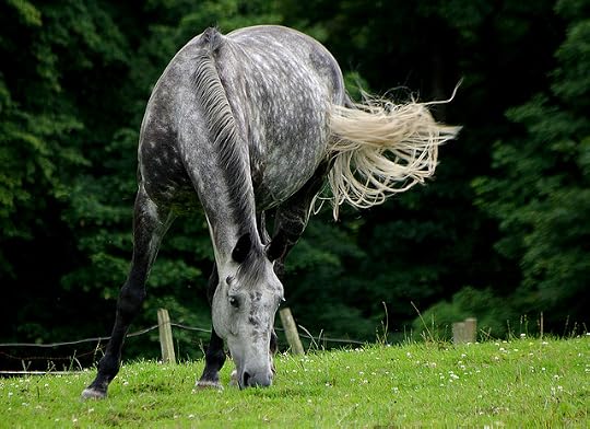 Red Rose Stables {Horse Role-Play} - Characters: Make A Horse Showing 1 ...
