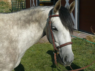 Red Rose Stables {Horse Role-Play} - Characters: Make A Horse Showing 1 ...