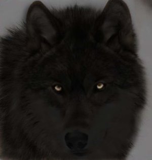 Wild and Free (A Wolf Roleplay) - Sharp Claw Pack: Sharp Claw Pack ...