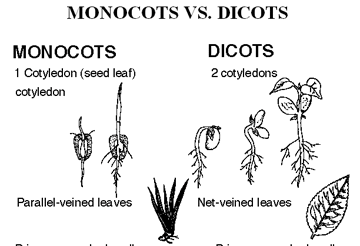 Homework Study Helpers! =P - Science: Biology Showing 1-19 of 19