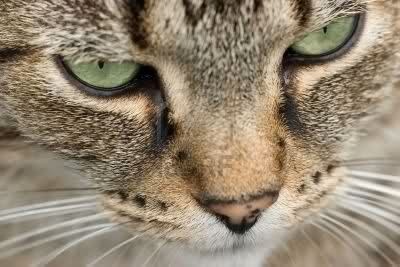 I Was An Alien Cat Toy by Ann Somerville | Goodreads