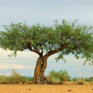 Under the Mesquite by Guadalupe Garcia McCall