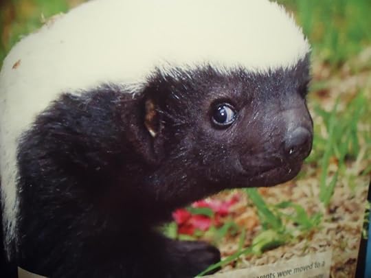 ZooBorns The Next Generation: Newer, Cuter, More Exotic Animals from ...