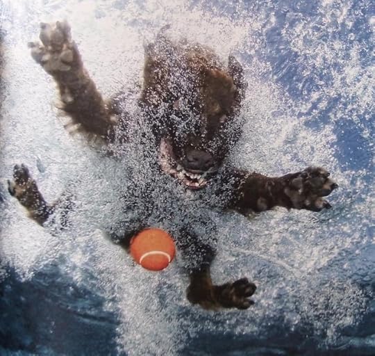 Underwater Dogs by Seth Casteel — Reviews, Discussion, Bookclubs, Lists