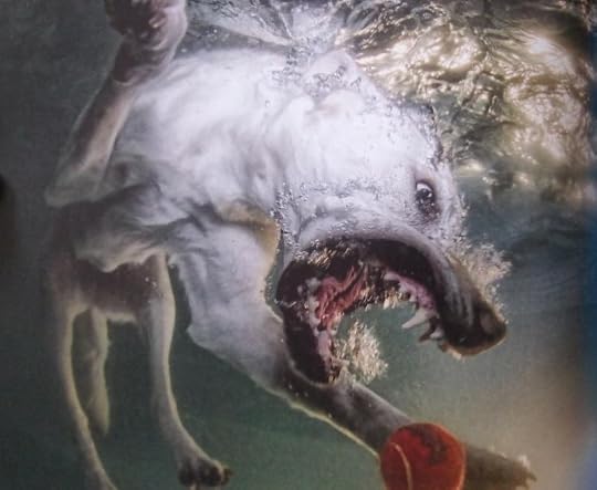 Underwater Dogs by Seth Casteel — Reviews, Discussion, Bookclubs, Lists