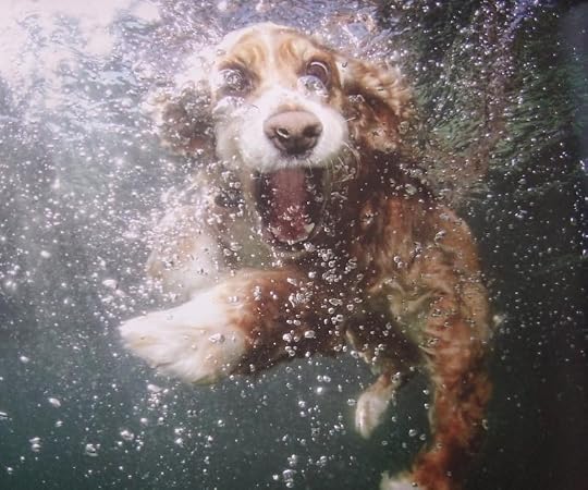Underwater Dogs by Seth Casteel — Reviews, Discussion, Bookclubs, Lists