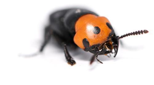 British Insects: A Photographic Guide to Every Common Species by ...