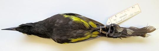 Andrew Esposito's Blog - Posts Tagged "moho-apicalis"