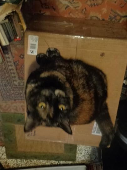 The Best Cat Book Ever: Super-Amazing, 100% Awesome by Kate Funk