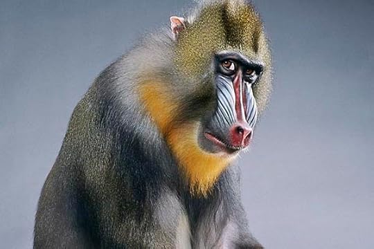 Monkey Portraits by Jill Greenberg | Goodreads