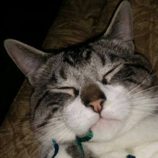 Andi Anderson's Blog