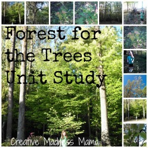 My Leaf Book by Monica Wellington | Goodreads