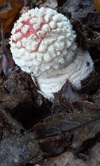 100 Cool Mushrooms by Michael Kuo