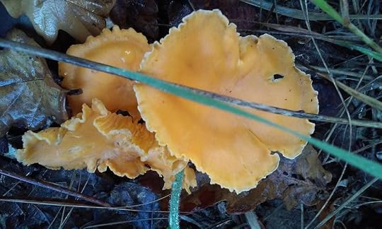 100 Cool Mushrooms by Michael Kuo