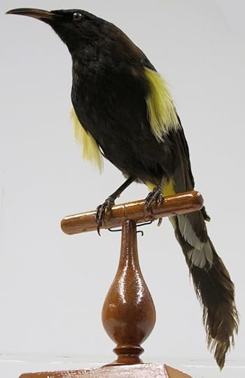 Andrew Esposito's Blog - Posts Tagged "moho-apicalis"