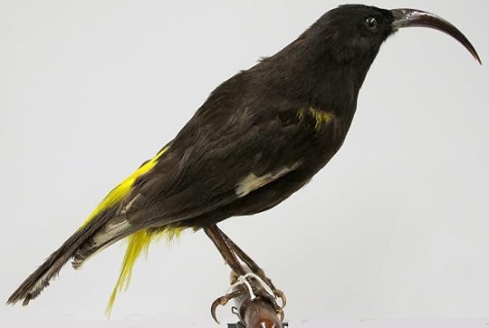 Andrew Esposito's Blog - Posts Tagged "moho-apicalis"