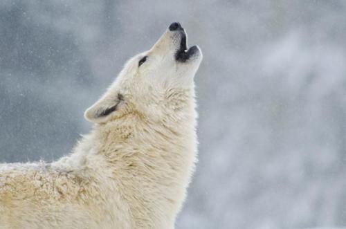 Offered to the Werewolves by Crystal L. Shaw | Goodreads