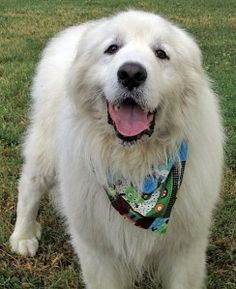 Farm Dogs: A Comprehensive Breed Guide to 93 Guardians, Herders ...