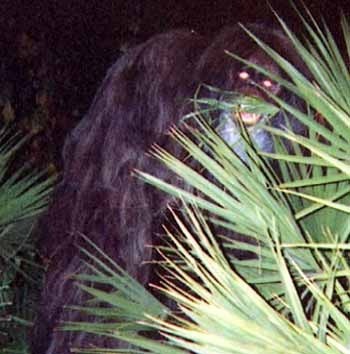 Florida's Unexpected Wildlife: Exotic Species, Living Fossils, and ...
