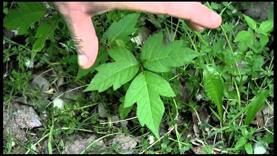 The Fiery Cross (Outlander, #5) by Diana Gabaldon