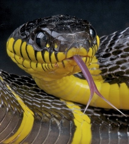 The Fiery Cross (Outlander, #5) by Diana Gabaldon