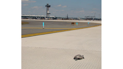 Susan Flett Swiderski's Blog