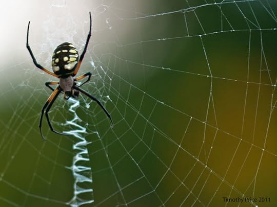 Jumping Spider Care: Must-Know Tips For Raising Jumping Spiders by ...