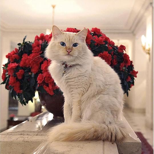 Parisian Cats by Olivia Snaije | Goodreads