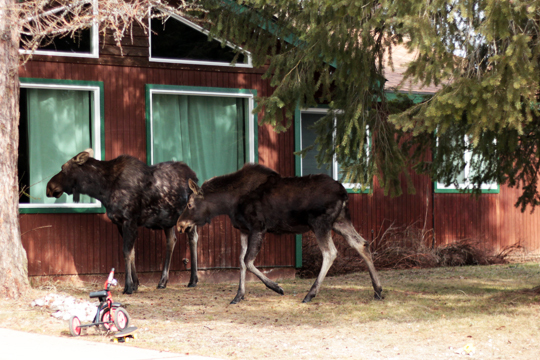 Mooses Come Walking by Arlo Guthrie | Goodreads