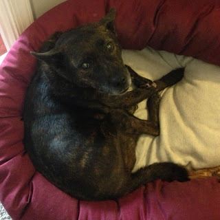 Dana Marie Bell's Blog