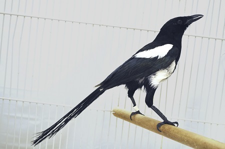 Celebrate (Avian Shifters, #1.5) by Kim Dare | Goodreads