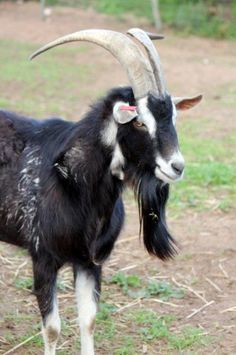 Goat in the Garden (Animal Ark, #4) by Ben M. Baglio | Goodreads