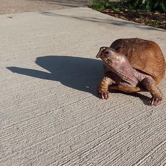 Box Turtle Care: The Complete Guide to Caring for and Keeping Box ...