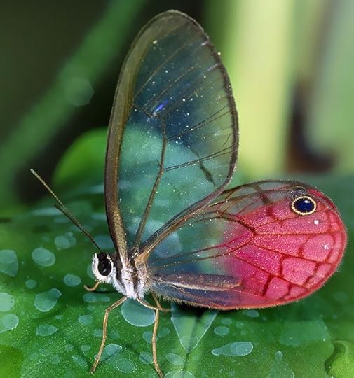 The Glass Butterfly (Haunted Hearts Legacy, #3) by A.G. Howard | Goodreads